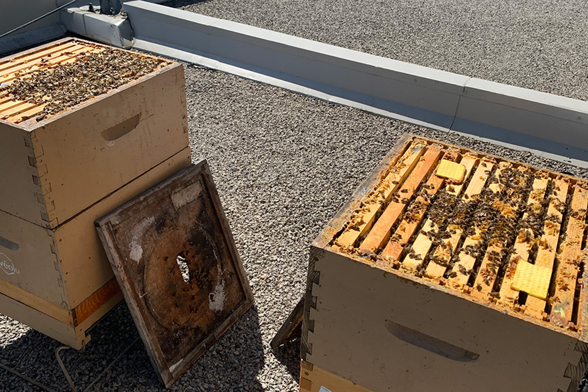 The 2022 beekeeping season is here! - Cromwell