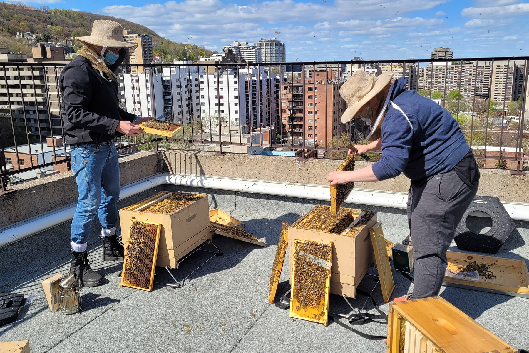 Beekeeping Season 2021 - Cromwell