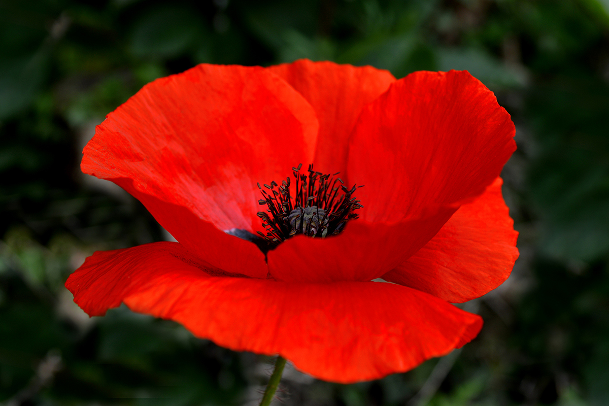 The Poppy Campaign - Royal Canadian Legion - Cromwell
